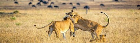 Uganda Travel Tips Advice Kidepo Valley National Park Uganda