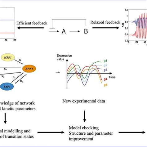 Quantitative Dynamic Modeling Of Regulatory Networks A The Same Download Scientific Diagram