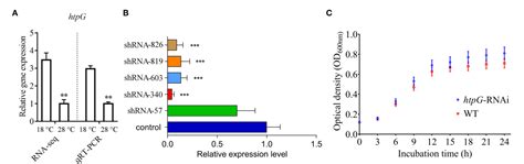 Figure 1 From Dual Rna Seq Unveils Pseudomonas Plecoglossicida Htpg
