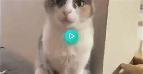 When You Tell Your Cat To Literally Do Anything  On Imgur