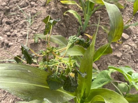 Productores Agrícolas Bajo La Amenaza Del Cambio Climático