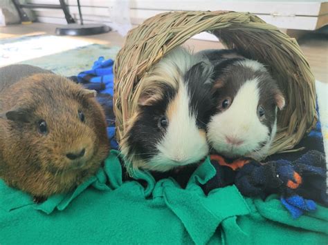 Alexandria Pets Of The Week Best Friends Moana And Alaska Del Ray
