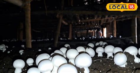मशरूम की खेती ने बदल दी इन महिलाओं की तकदीर कमा रही लाखों बनीं