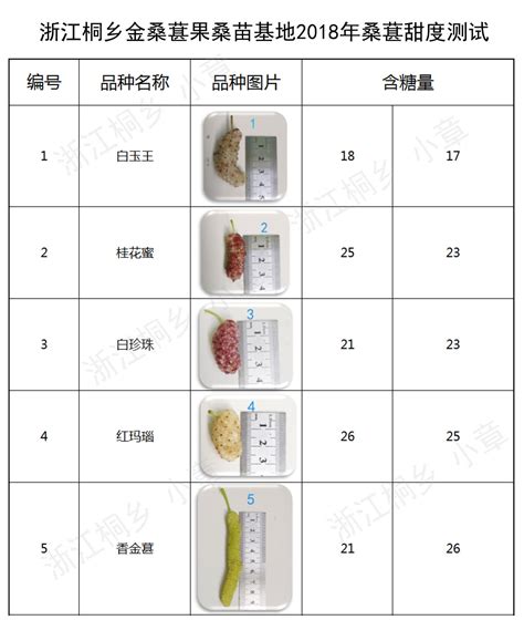 哪个桑葚品种最好15个果桑品种对比 种植