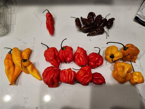 Melissas Super Hot Rhotpeppers