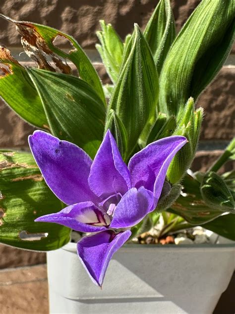 閒聊 南非小球根 植物板 Dcard