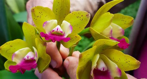 Guía Completa Para Plantar Cultivar Y Cuidar Orquídeas Vanda