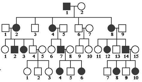 Pedigree Practice Flashcards Quizlet
