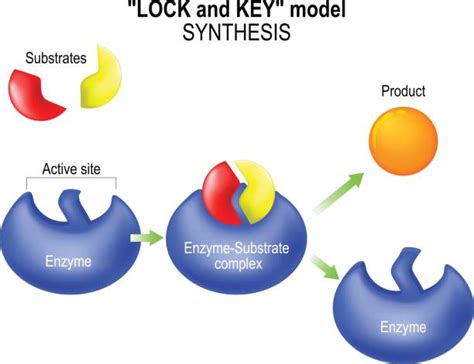 Lactase Enzyme Diagram