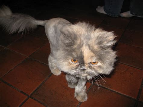 2 People 4 Cats And A Dream Lion Cut