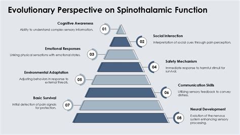 Evolutionary Perspective On Spinothalamic Function Information Carried Ppt Designs Acp Ppt