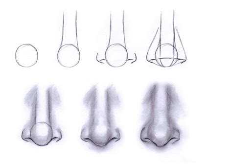 Drawing Tutorials For Beginners And Beyond 7 Steps On How To Draw A Nose