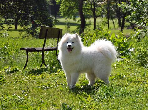 ページ 3 サモエド犬hd壁紙無料ダウンロード Wallpaperbetter