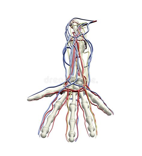 Nervios De Las Venas De Las Arterias Del Brazo Stock De Ilustración