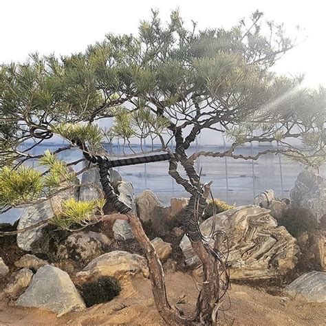 [ 디자인 소나무 관련 ] 소나무전지 작업사진입니다 아트마블