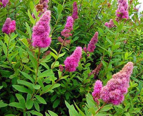 Купить саженцы Спирея Дугласа (Spiraea douglasii) в питомнике. Для ...