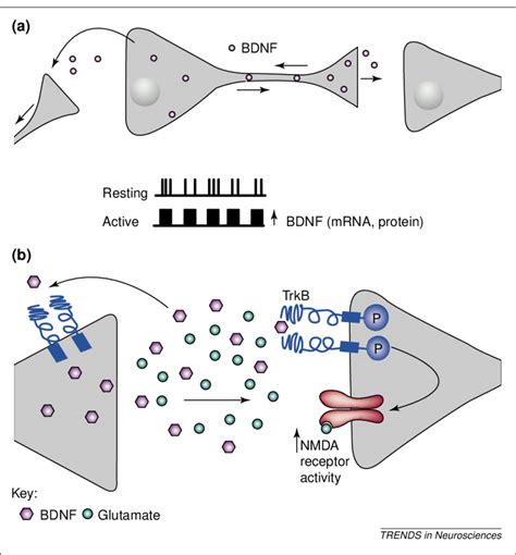 Characteristics Of Brain Derived Neurotrophic Factor Bdnf That Make