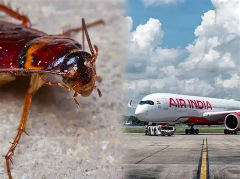 Cockroaches Found On Air India Flight Ai180 Airline Calls It