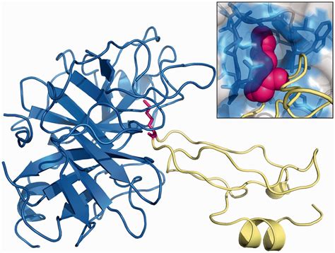 Structure Of The Complex Formed By Bpti Yellow And Bovine Bt Blue