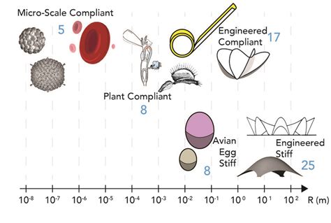Varying Size Scale R Of The Five Types Of Shells Included In The Download Scientific Diagram