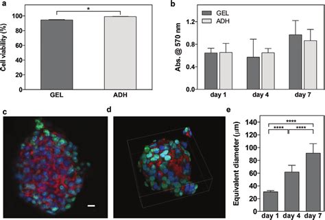 Hepg2 Cell Viability And Proliferation A Cell Viability And B