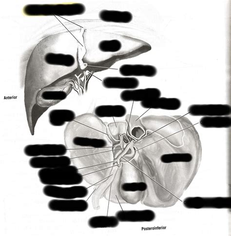 Ch 6 Liver Diagram Quizlet