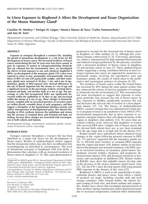 Pdf In Utero Exposure To Bisphenol A Alters The Development And Tissue Organization Of The