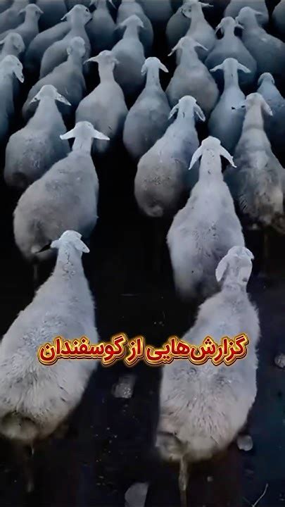چرا گوسفندها به صورت دایره ای حرکت میکنن؟ دنیای حیوانات Youtube