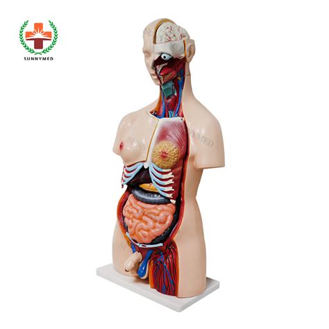 Human Dual Sex Torso Precision Human Anatomy Model For Medical Training