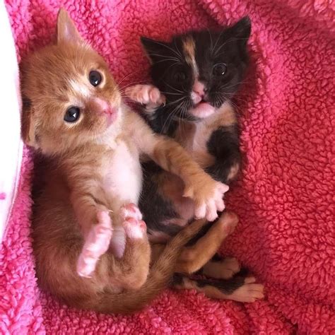 Фото Двух Милых Котиков —