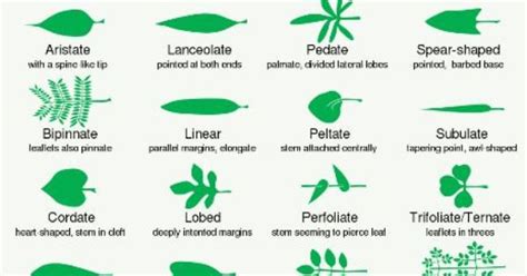 How To Identify Leaf Shape Margin And Venation Leaf Shape And Arrangement Botany