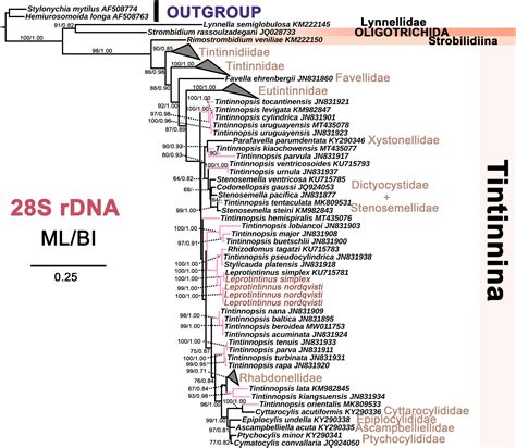 Frontiers Taxonomy And Phylogeny Of Two Tintinnid Ciliates Of