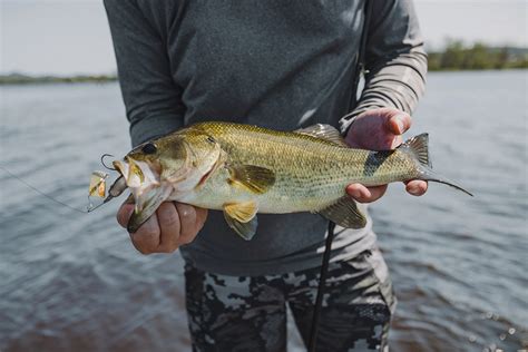 Largemouth Bass Guide Habitat Diet Life Cycle Fishontips