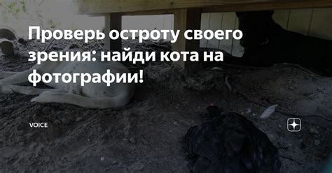 Проверь остроту своего зрения найди кота на фотографии Voice Дзен