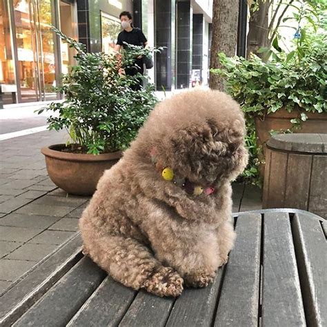 Fluffy Poodle Is Going Viral For Its Human Like Expressions Động Vật