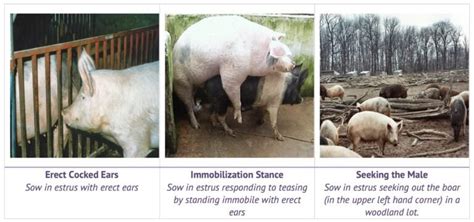 Estrous Cycle In The Sow Female Pig Swine Heat Cycle
