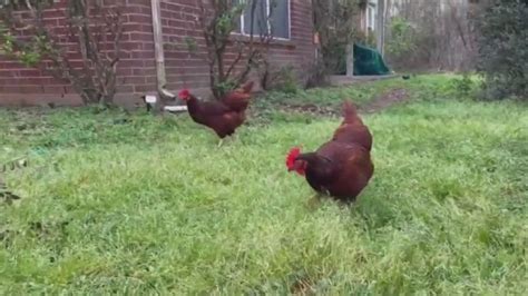 Chandlers Chicken Coop Update On Our FOX 26 Experiment The Australian