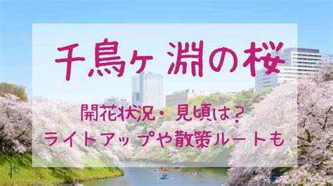 幸手権現堂堤の水仙まつり2024年の見頃や開花状況はアクセスもご紹介