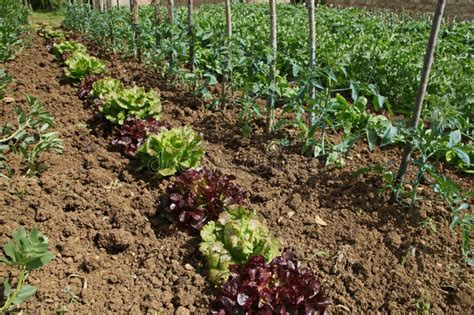 Alignment Of Rows Of Different Vegetables In A Vegetable Garden Stock