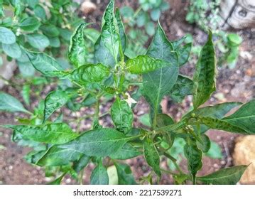 1 Leafcurlvirus Images Stock Photos And Vectors Shutterstock