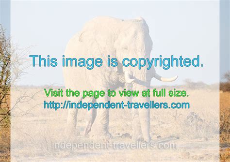 A White African Elephant With A Huge Penis Nxai Pan National Park In