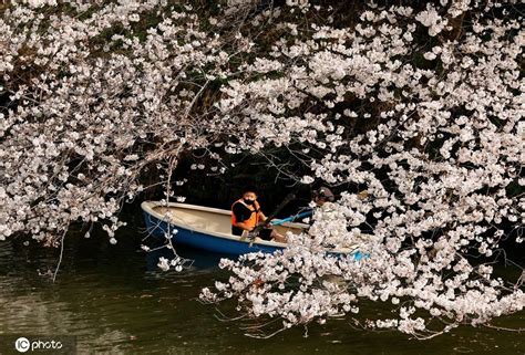 日本迎来樱花季 市民泛舟赏樱美如画 搜狐大视野 搜狐新闻