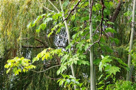 Exotic Trees With Green Trunks The Possibilities Of Growing Them In A Cool Environment Best