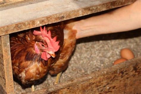 What Are Red Sex Link Chickens A Comprehensive Guide