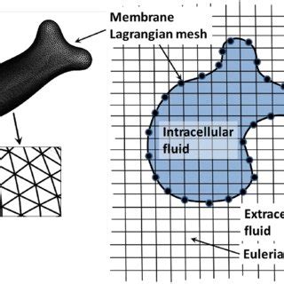 Numerical Model For 3D Amoeboid Cell Motility A And B Lagrangian