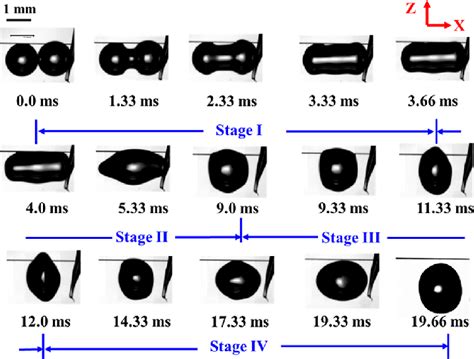 Morphology Evolution Of Coalescence Droplets On Hydrophobic Fibers In C Download Scientific