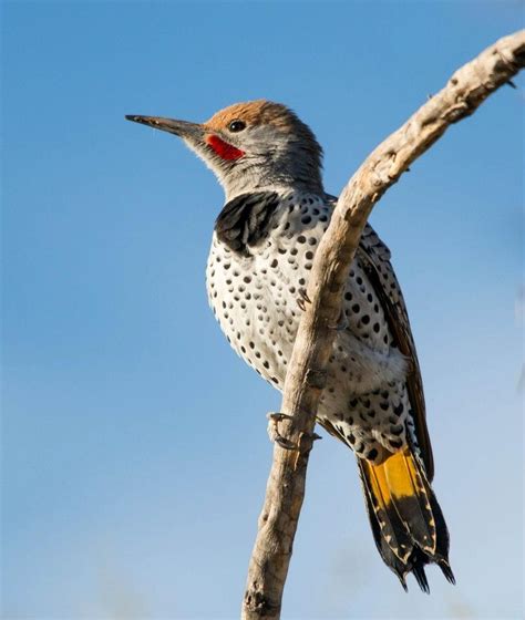 13 Best Owl Cactus Images On Pinterest Owl Owls And Cacti