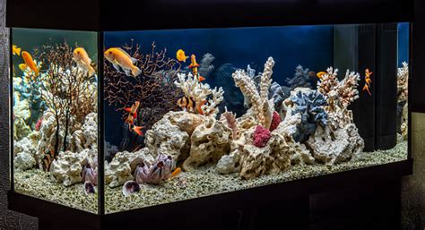 민물 수족관은 의사 바다 스타일로 설계되었습니다 아쿠아 스케이프와 아쿠아 디자인 수조에 대한 스톡 사진 및 기타 이미지 수조 수족관 집 내부 Istock