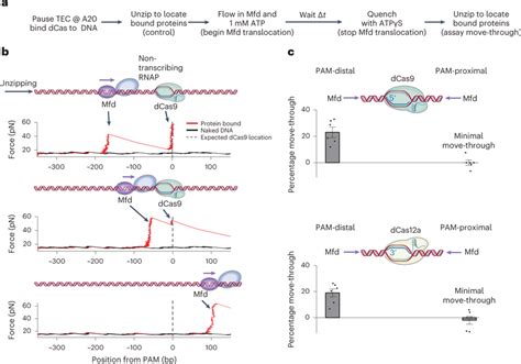 Mfd Moving Through A Bound DCas Complex A Flowchart Of A Download Scientific Diagram