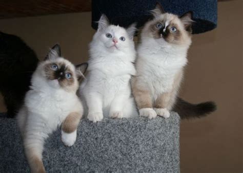 Ragdoll Cattery Calaquendi Ragdoll Kittens In Belgium België